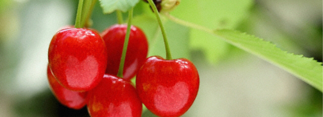 Welcome - Washington State Tree Fruit Association